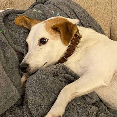 Pattern Leather Rifle Sling DIY Rifle Sling PDF Tutorial With Video ...