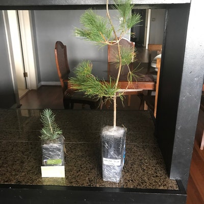Treesagain Potted Pinyon Pine Tree Pinus Edulis 3 to 5 Inches - Etsy