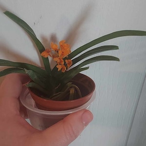 Mini Orchids Rare Perfect for Terrariums, Lonopsis, Mini Vandas, Mini ...