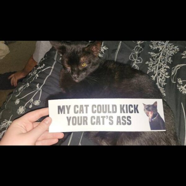 Wizard Bumper Sticker Funny, Cute Car Sticker Decals, Cursed Bumper ...