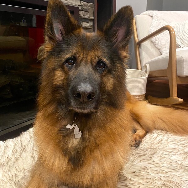 State of Michigan (or Select Your State) Pet Name Tag Medium 1" Max ...