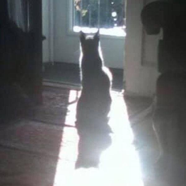 Black & White Dog Sympathy Card / so Sorry for Your Loss/pet Loss ...