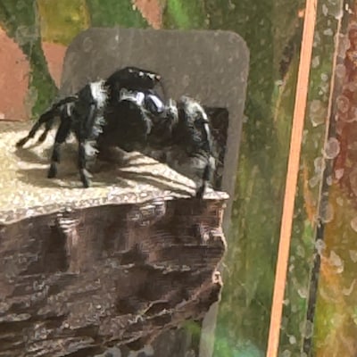 3D Printed JC Original Magnetic Coffin Jumping Spider Hide - Etsy