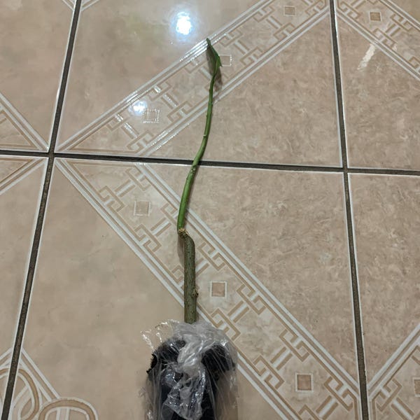 Athens Blue Princess Glory Bush Planttibouchina Urvilleanasmall Starter ...