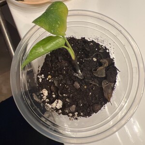 Monstera Thai Constellation Large Tissue Culture Variegated Monstera ...