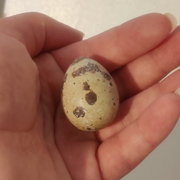 Quail Eggs!! Message in an Egg. Pregnancy Announcement. Gender Reveal ...