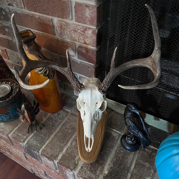 European Skull Mount Table Top Display Made With White Oak - Etsy