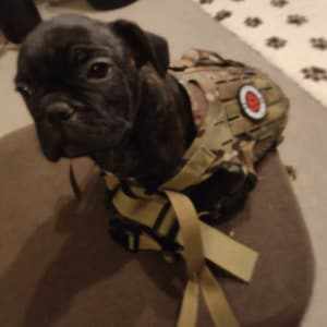 Kiloniner Premium MP4 Poop Pet Waste Bag Dispenser MOLLE Compatible Pouch US Made Poop Bag ...