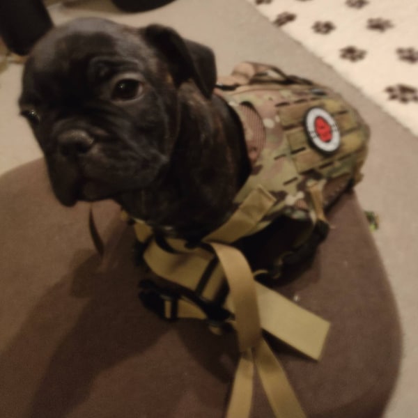 STINKY POOP Morale Patch - Etsy