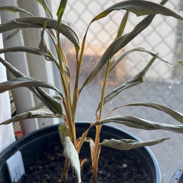 10x Seeds Giant Passionfruit Giant Granadilla, Rare, Exotic, Delicious ...