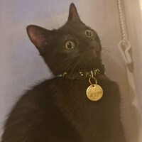 Moon Cat Tag in Luxury Solid Brass, Engraved Cat ID Tag With ...