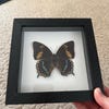 Rare Pink Tiger Moth Framed Taxidermy - Grammia Incorrupta - Etsy