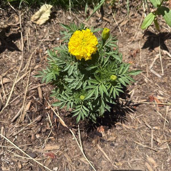 Gloria Cosmos Seeds | Cosmos Bipinnatus | Non-gmo | Flower Seeds | Seed ...