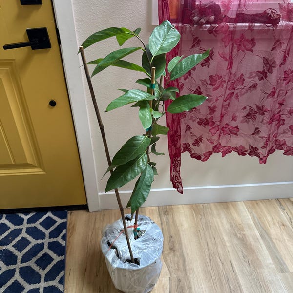 Cashew Tree, Marañon, Cajuil - Etsy