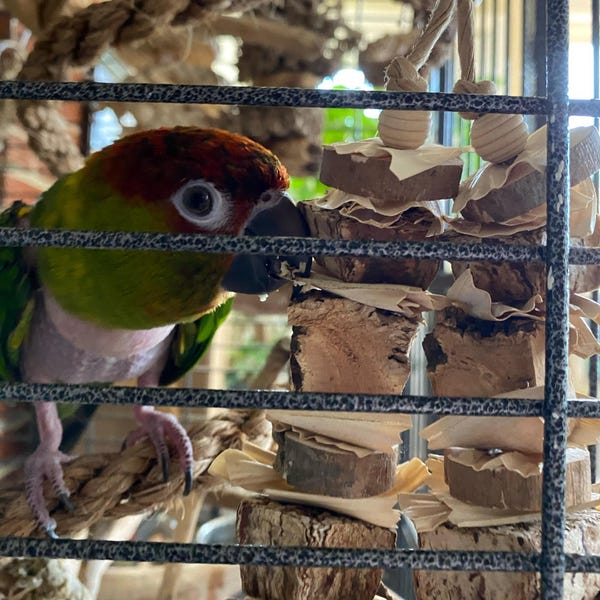 Crazy Daisy - Natural Grass Chew Toy for Small and Medium Sized Birds ...