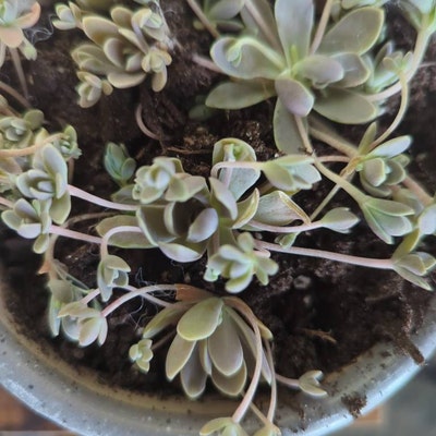 Blue Succulents Witchford Lithops Seeds, 100pcs/pack - Etsy