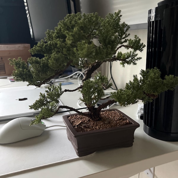 Ceramic Humidity / Drip Tray for Bonsai Pot 8 Inch Tray - Etsy