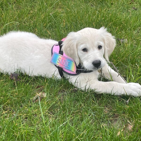 Dog Harness Name Patch Embroidered Pet Name Patch GREY Dog Name Patch ...