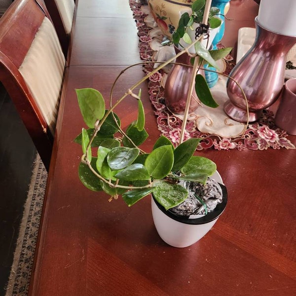 Hoya Mindorensis red Flowers - Etsy