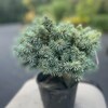 Pinus Densiflora 'pope' (pope Japanese Pine) Rare! - Etsy
