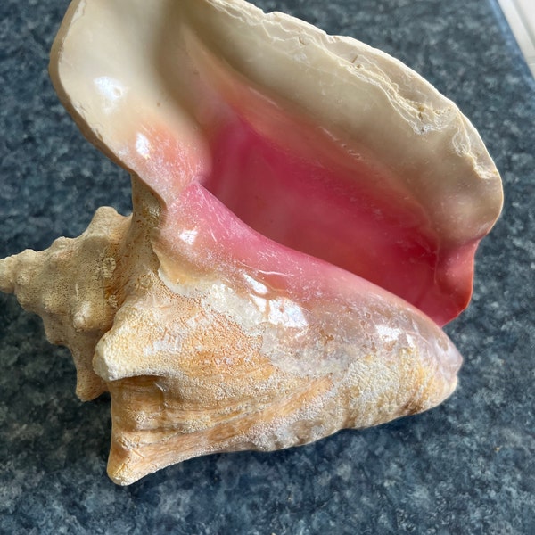 Medium Hebrew Cone Seashells Conus Ebraeus 5 Shells Approx. 1 Inches ...