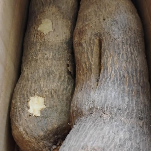 Agbo Jedi- Local Herb for Pile - Etsy