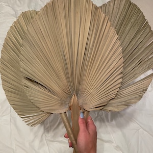 Tall Rustic Orange Cacho Dried Palm Grass/palm Leaf | Etsy