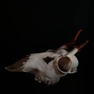 Fallow Deer Skull From Central Europe Fallow Deer dama - Etsy