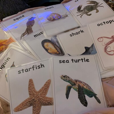 Money Flash Cards, 17 Montessori Cards, US Coins, Memory Games, 3 Part ...