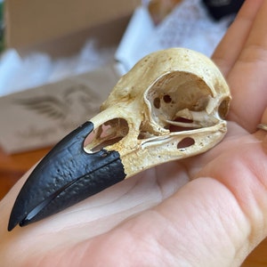 Handpainted Life Size Raven Skull Replica Two Sizes - Etsy