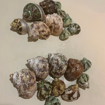 10 Hermit Crab Changing Shell Set Deluxe Turbo Shells Medium Size 1 1/ ...