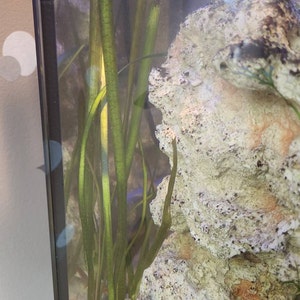 BULK Dwarf Sagittaria Subulata Dwarf Sag Live Aquarium Plants - Etsy