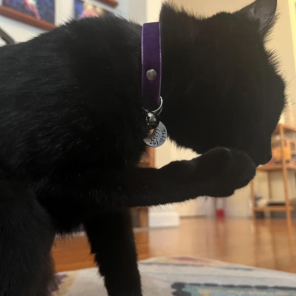 Halloween Bow Tie Cat Collar Set trick or Treat Candy Corn Cat Collar ...