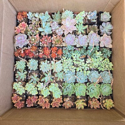 12 Succulents-sets - Etsy