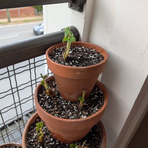 Cascade Harvest Red Raspberry- Very Large Firm Berries, Very Good ...