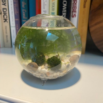 Small Zen Nano Java Moss Ball Terrarium DIY Craft Kit for Office Desk ...