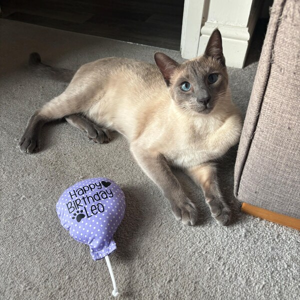 Cat Toy and Treat Gift Box, Cat and Kitten Hamper, Cat Pamper Box ...