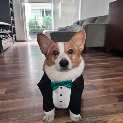 Navy Blue Dog Tuxedo With Blush Bow Tie Dog Wedding Attire Formal Dog Suit English Bulldog ...