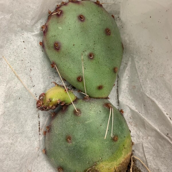 Santa Rita, Baby Rita, Rare Purple Dwarf Cactus, Opuntia Basilaris ...