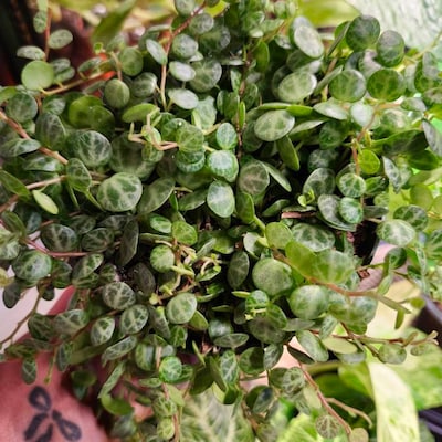 Elegant Trailing Vine-hedera Helix Scutifolia sweet Heart Ivy live ...