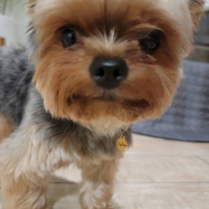 12mm Custom Tiny Tag, Small Pet Tag, Dog Tag, Puppy Tag, Kitten Tag ...