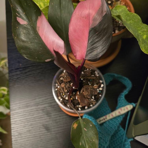 Alocasia Pink Princess Starter Plant ALL STARTER PLANTS Require You to ...