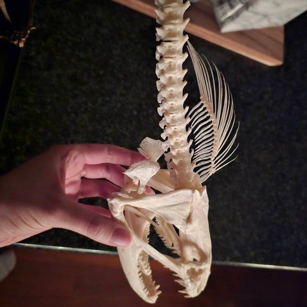 Real Snake Skeleton, Caduceus Snake Skull Taxidermy, Ouroboros Snake - Etsy