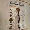 Chiropractic ANS Chart Nervous System Poster Subluxation Effects - Etsy