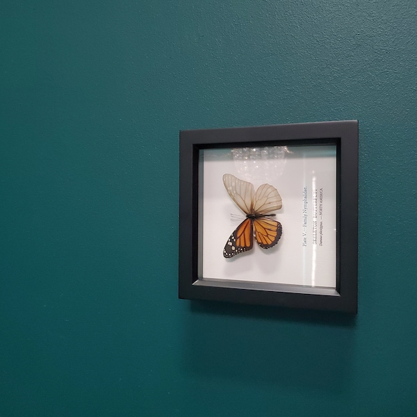 Real Monarch Butterfly Skeleton Science Oddity Curiosity - Etsy