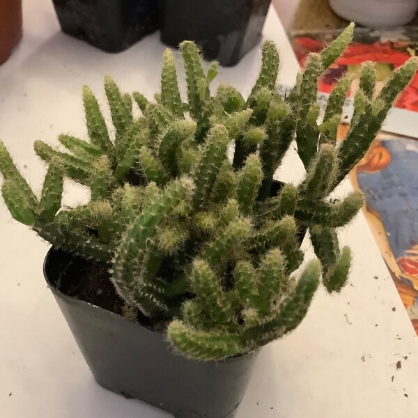 Rhipsalis Baccifera Subs. Horrida - Mouse Tail Cactus - 2" Inch Pot - Etsy