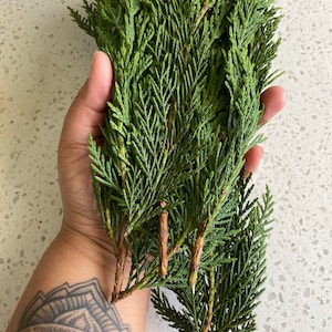 Cedar Fresh Leaf Tip - Northern White Cedar Branches - (thuja ...