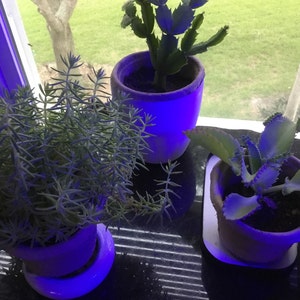 Angelina Succulent Live Plant - Etsy