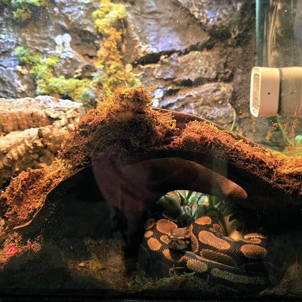 Corner Aquarium Terrarium Cave Hideout – Decorative Shelter for Fish ...