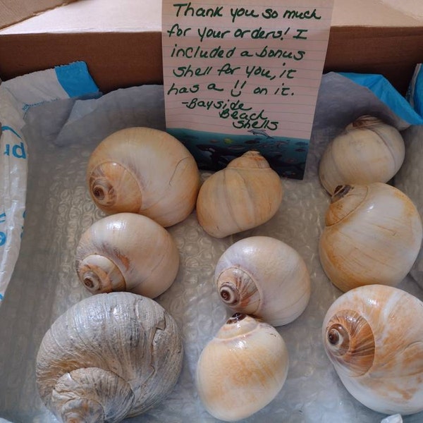 3 SPOTTED DARK PEACH Large Northern Moon Snail Shells, Colorful ...